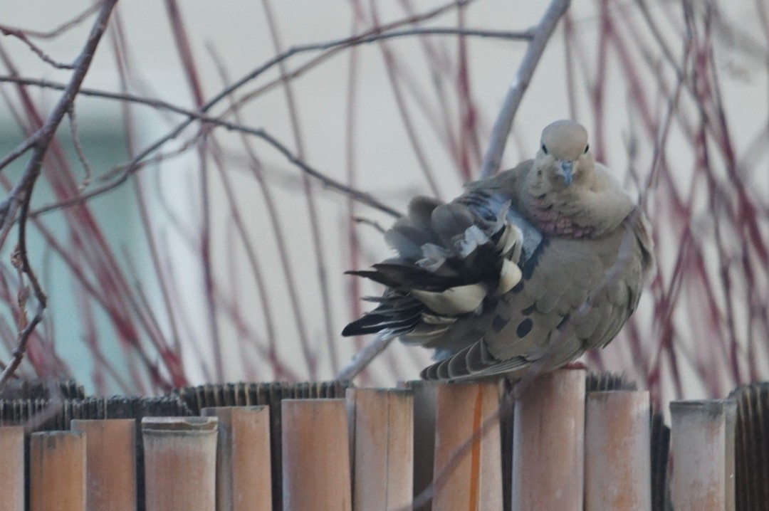 eBird Checklist - 14 Feb 2025 - Gann Family Backyard/Neighborhood - 8 ...