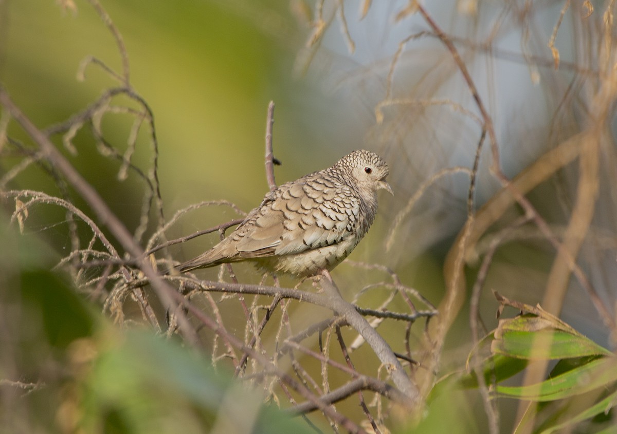 eBird Checklist - 3 Feb 2025 - La Ruta de los Colibríes - 35 species