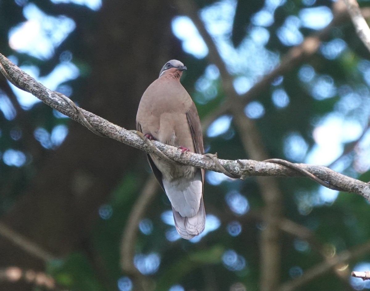 ML630675643 - White-eared Brown-Dove - Macaulay Library
