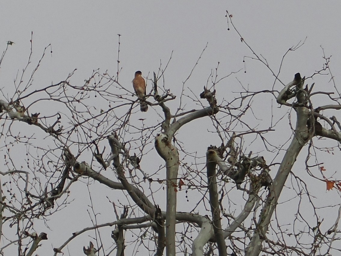eBird Checklist - 14 Feb 2025 - Lacy Park - 32 species (+1 other taxa)
