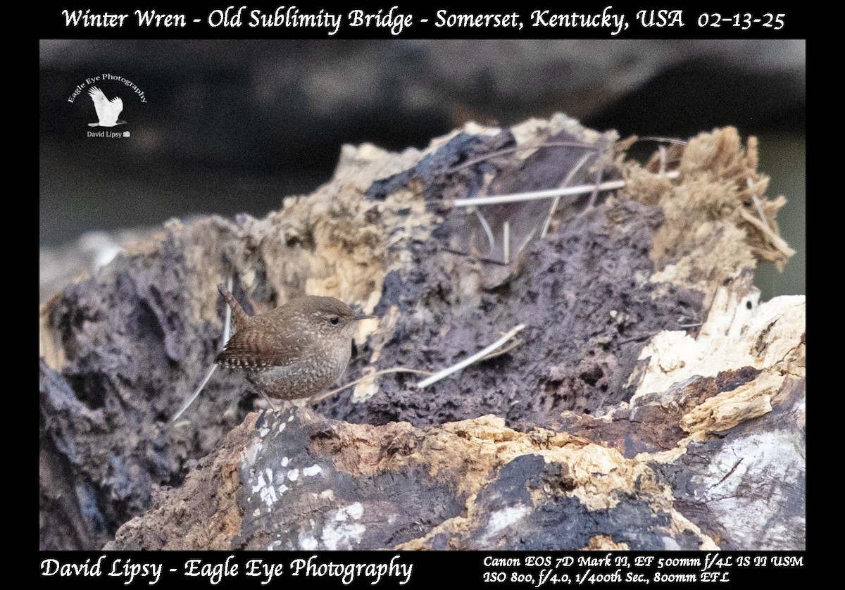 eBird Checklist - 13 Feb 2025 - Bee Rock Campground Bridge 320 Bee Rock ...
