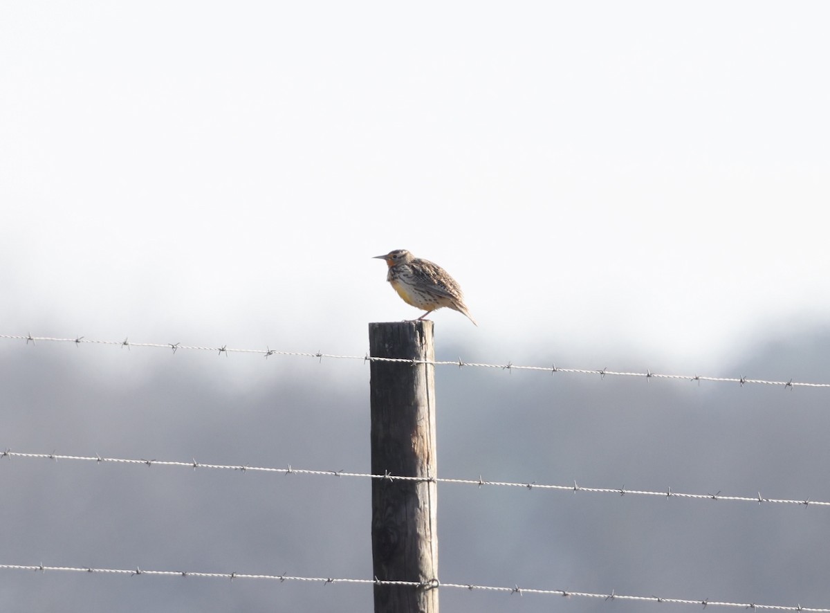 eBird Checklist - 14 Feb 2025 - Brandon Farm & Taff Rd. - 18 species