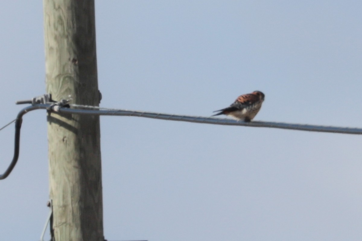 Pennsylvania Bird Atlas Checklist - 14 Feb 2025 - 232–284 Red Mill Rd, Spring Mills US-PA 40. ...