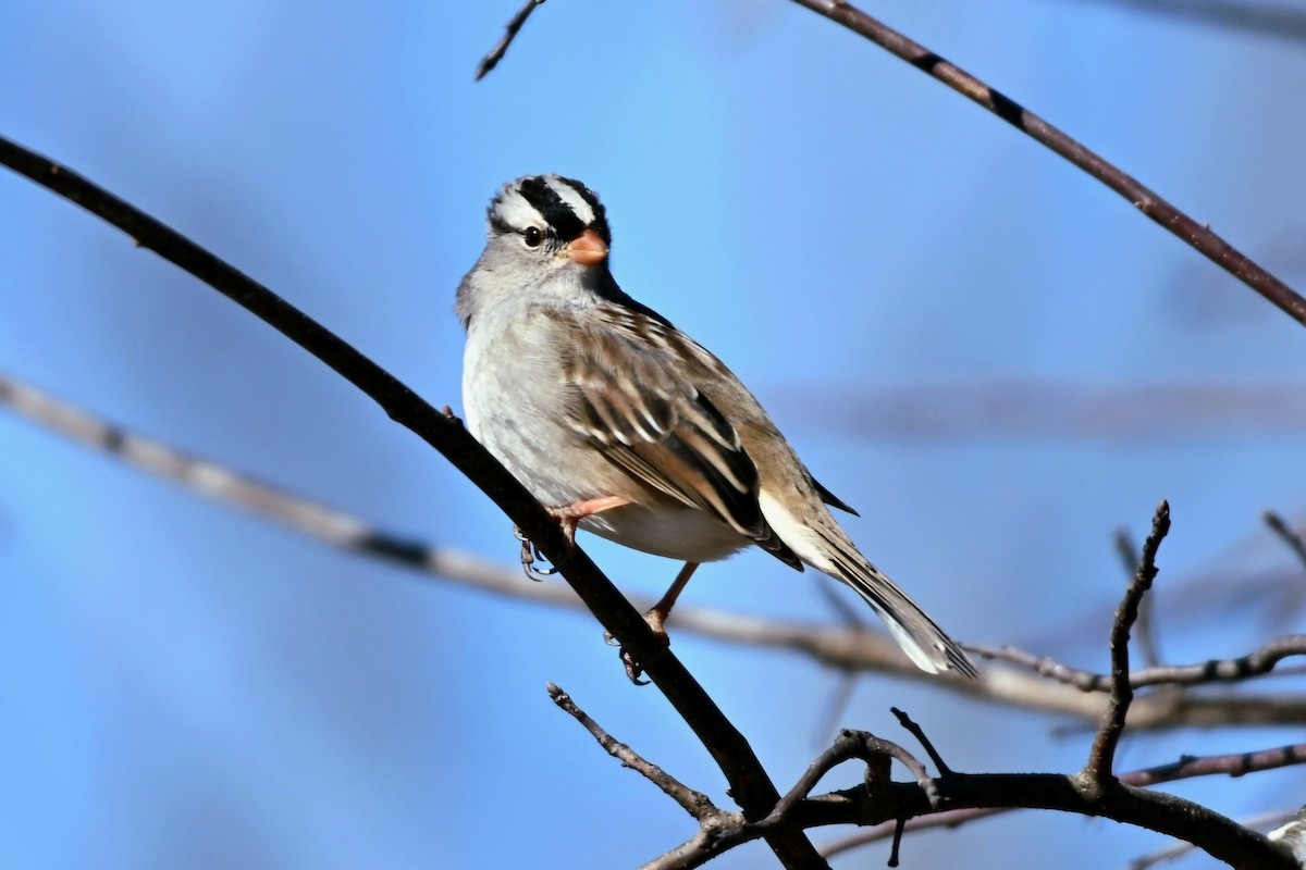 eBird Checklist - 14 Feb 2025 - Great Swamp NWR - 24 species