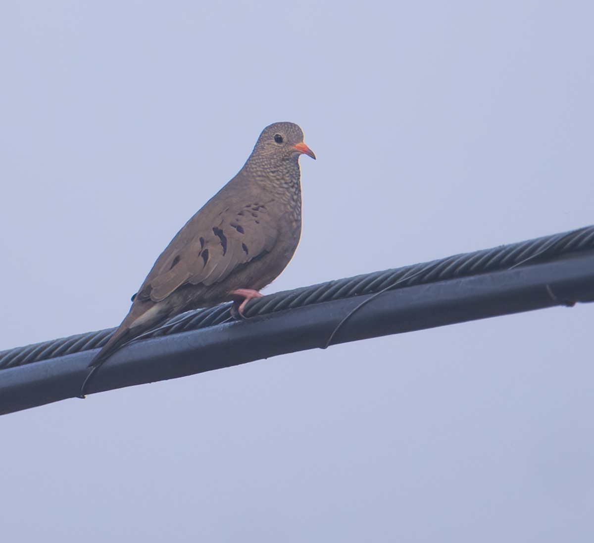 Pennsylvania Bird Atlas Checklist - 14 Feb 2025 - Audubon Corkscrew ...