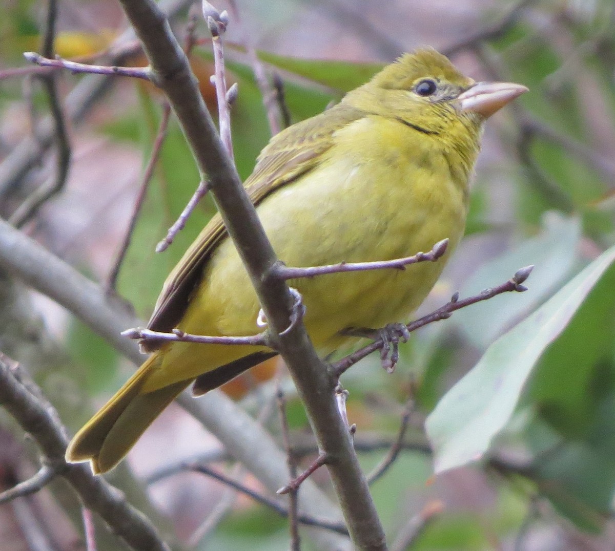 eBird Checklist - 14 Feb 2025 - I.G. Levy Park North (formerly Scranton ...