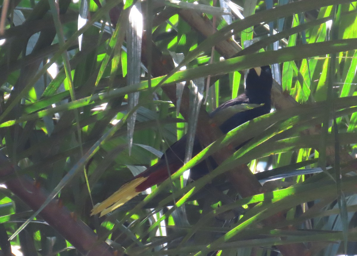 eBird Checklist - 14 Feb 2025 - Coto 47--Las Pangas - 17 species