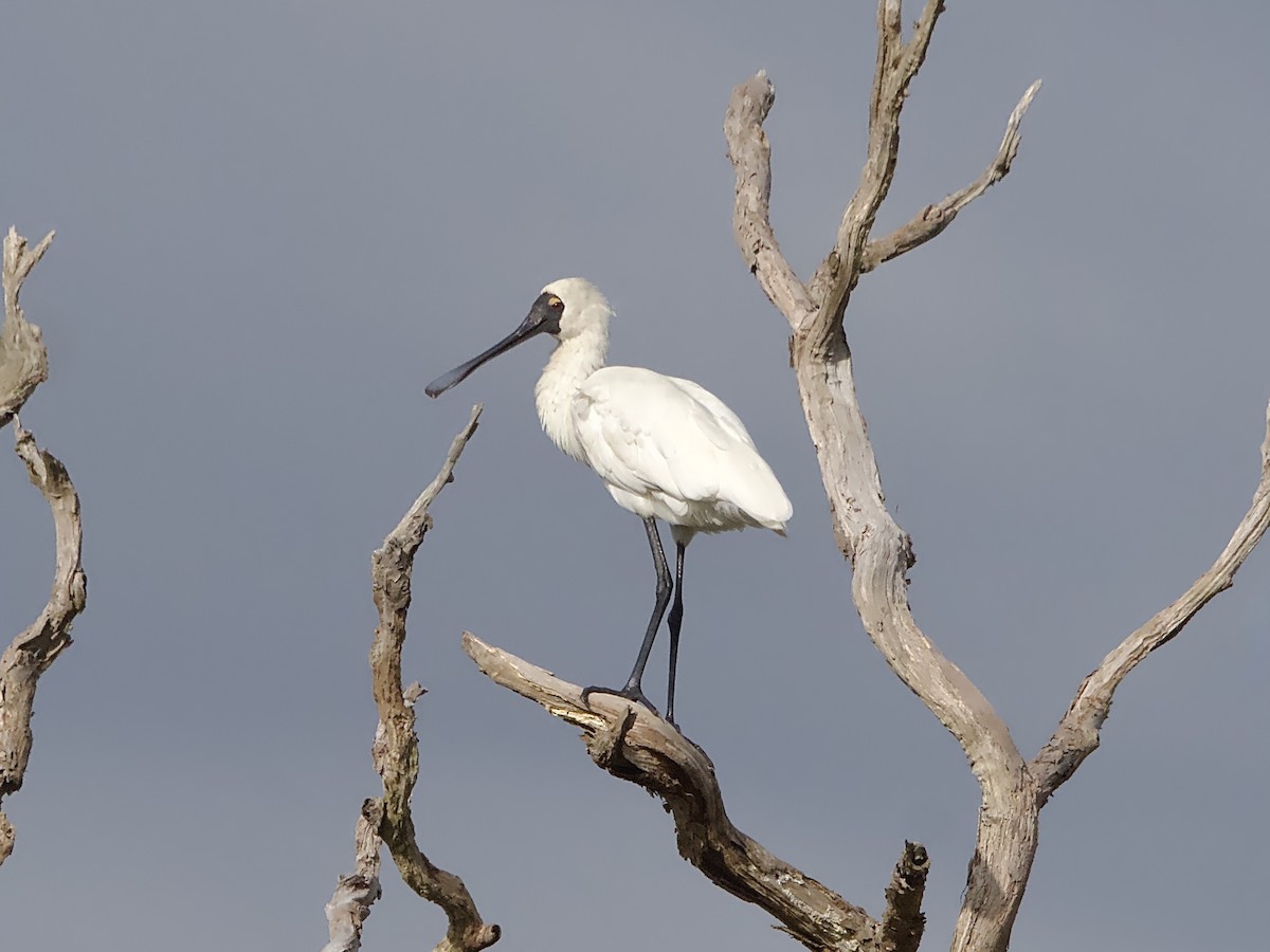 eBird Checklist - 15 Feb 2025 - The Weir Road, Teralba - 53 species