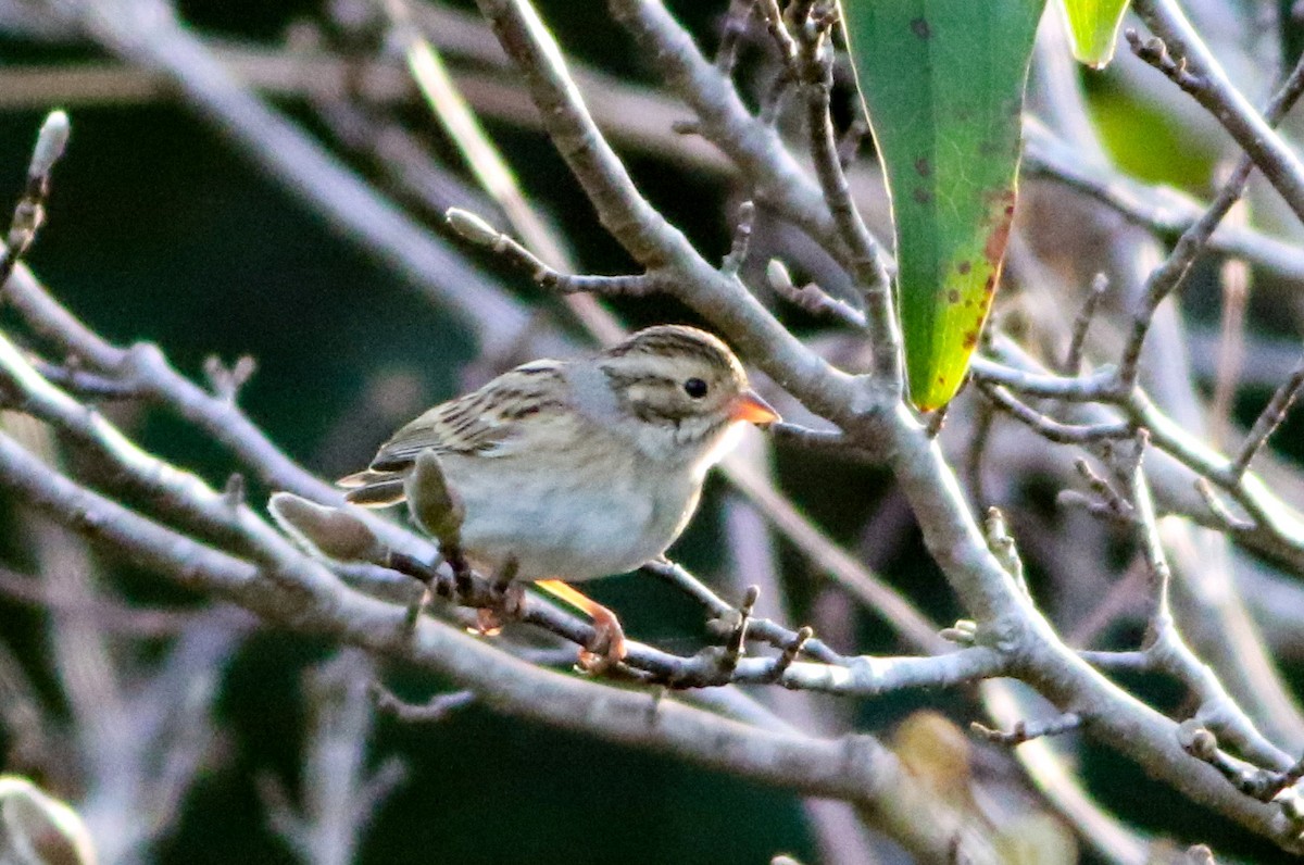 eBird Checklist - 15 Feb 2025 - 146 Cheyenne Trail, Wilmington US-NC ...