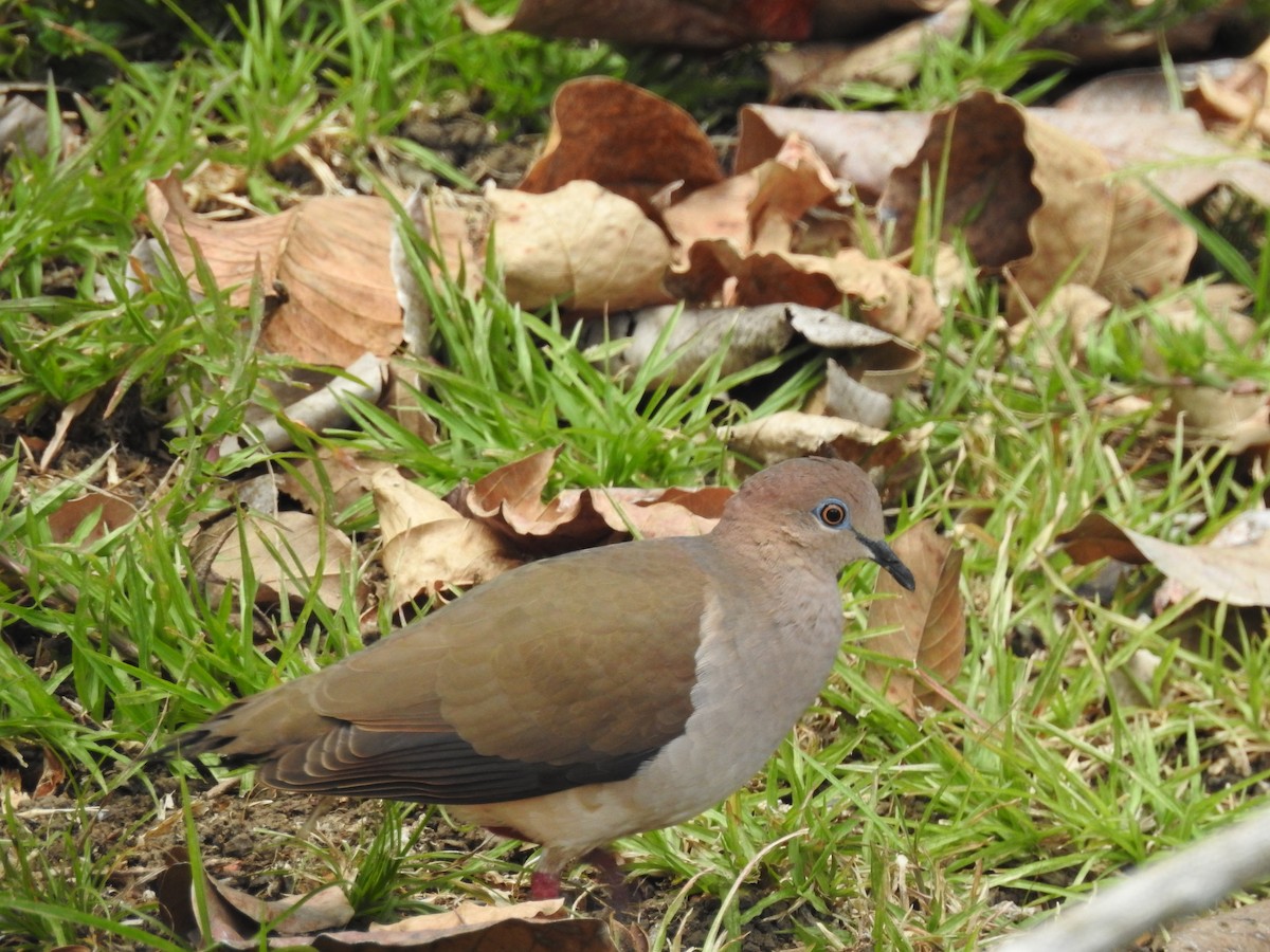 eBird Checklist - 14 Feb 2025 - Gamboa--Sendero La Chunga - 54 species ...
