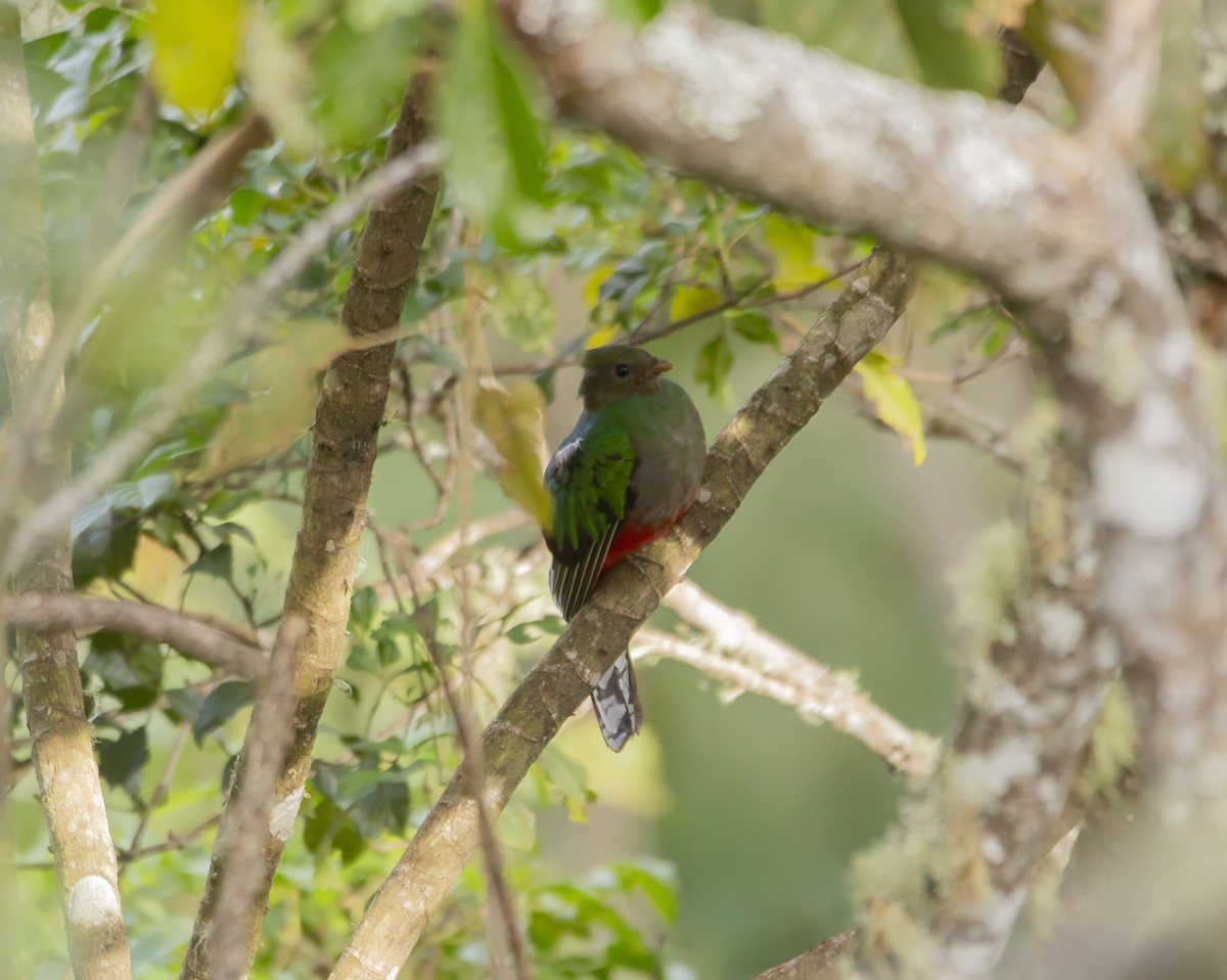 eBird Checklist - 4 Feb 2025 - El Dorado ProAves Reserve - 3 species