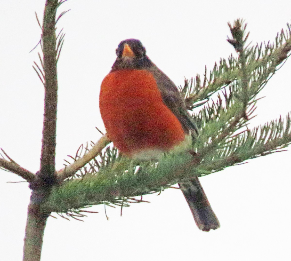 eBird Checklist - 15 Feb 2025 - Dallas Retirement Village - 6 species