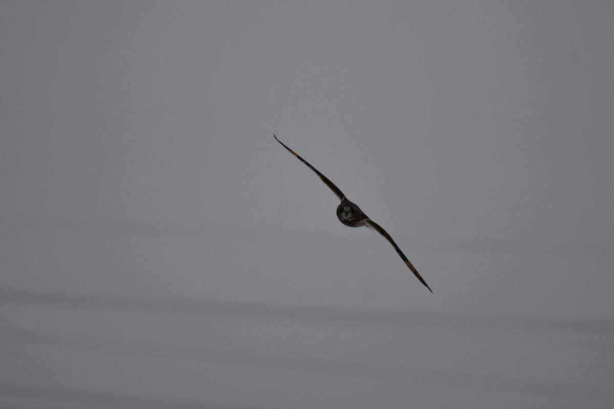 eBird Checklist - 14 Feb 2025 - Michigan State University--Cattle ...