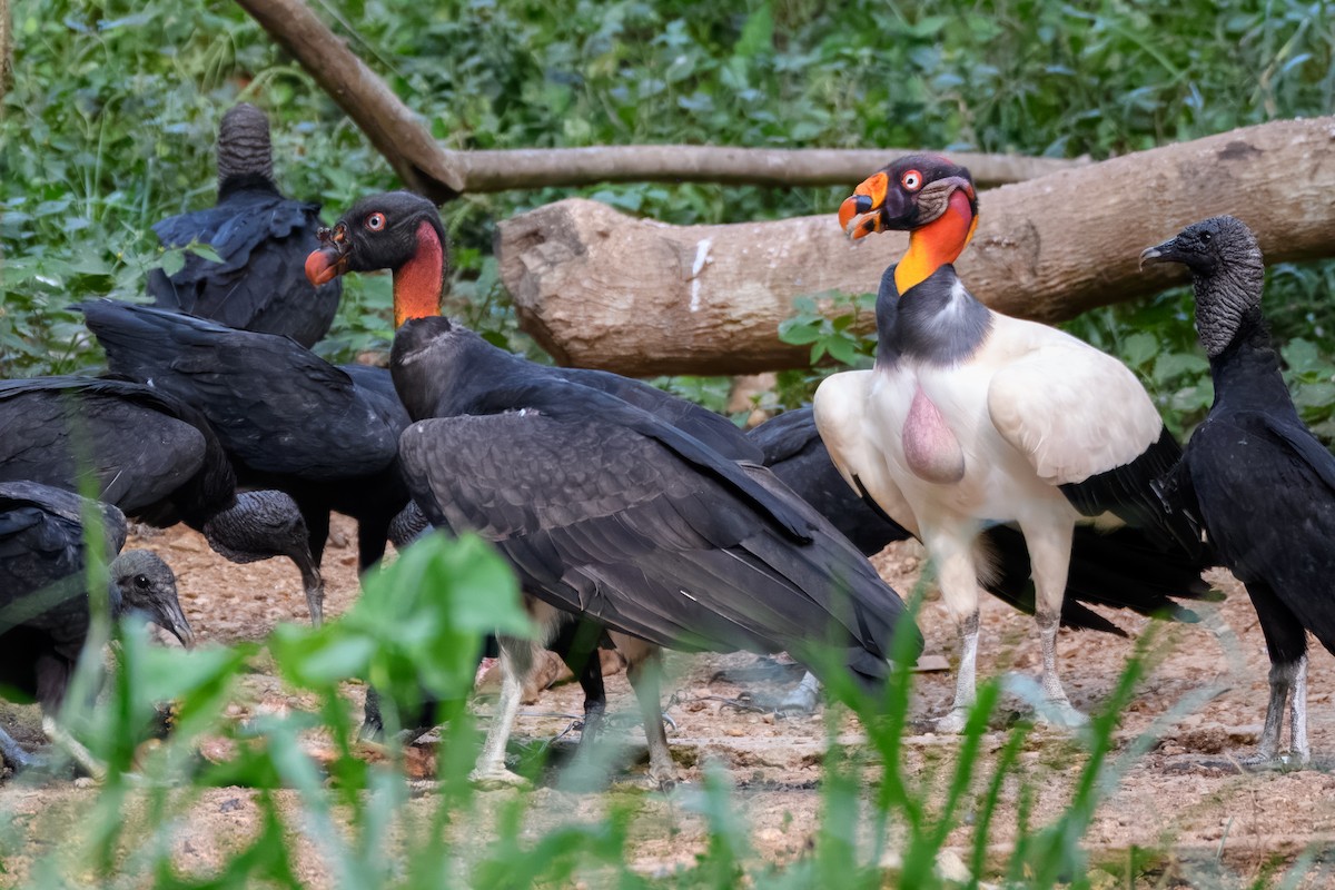 eBird Checklist - 24 Jan 2025 - Canopy Camp - 10 species
