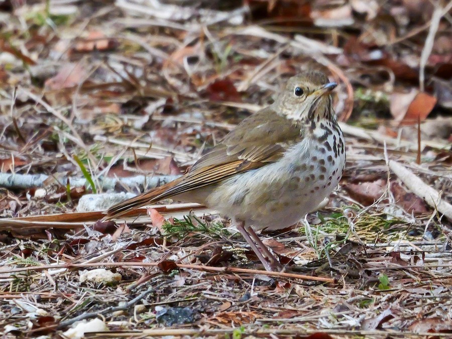 Birding Cape May Point – February 15, 2025 | New Jersey Audubon