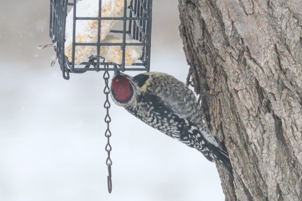 Pennsylvania Bird Atlas Checklist - 15 Feb 2025 - 399 Upper Georges Valley Rd, Spring Mills US ...