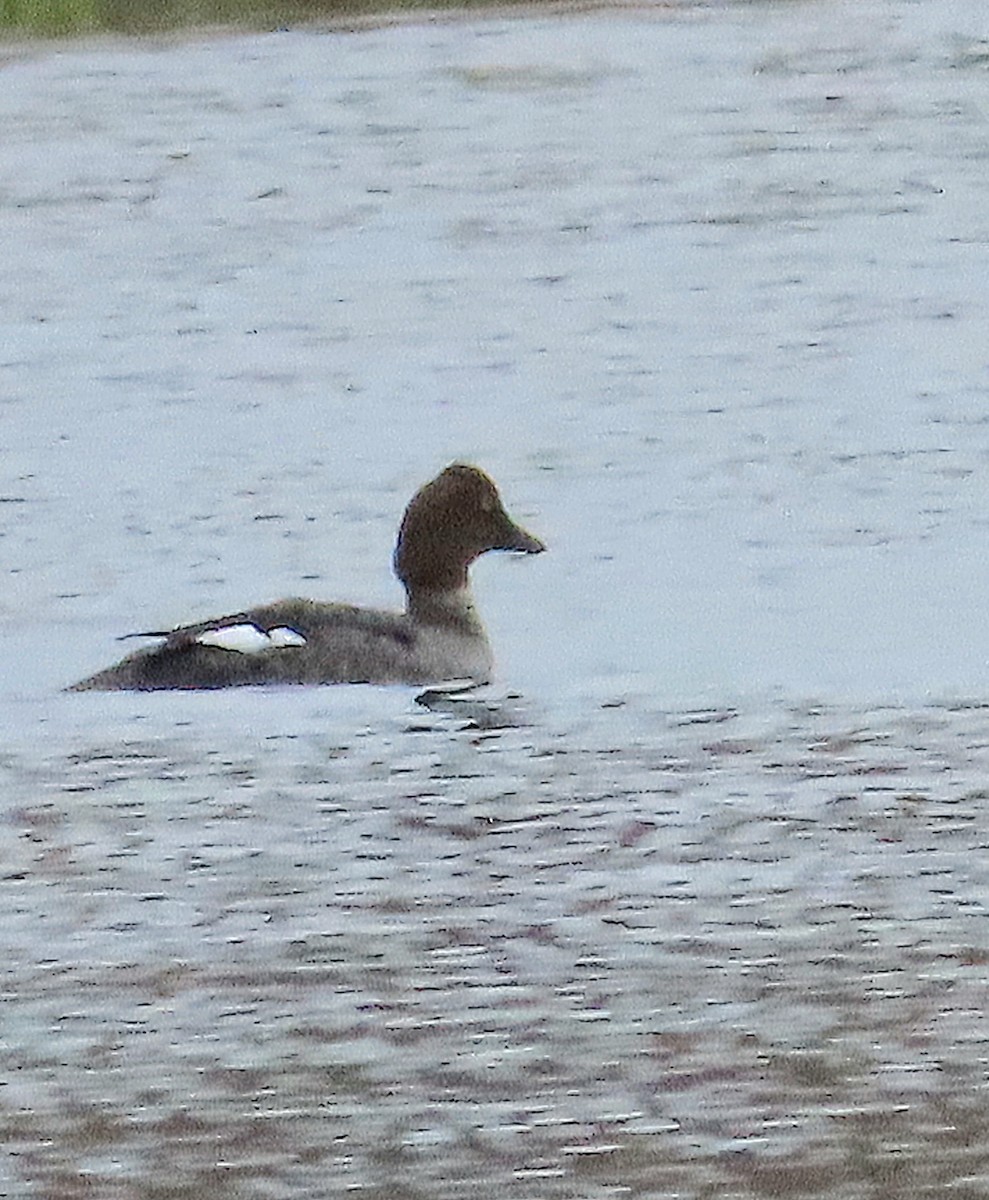 eBird Checklist - 15 Feb 2025 - Phinizy Swamp Nature Park - 58 species