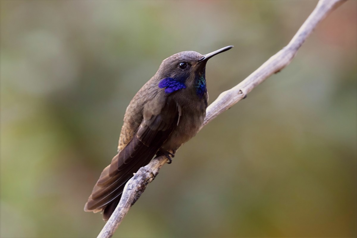 eBird Checklist - 31 Jan 2025 - Mountain House-Bird Lodge - 15 species