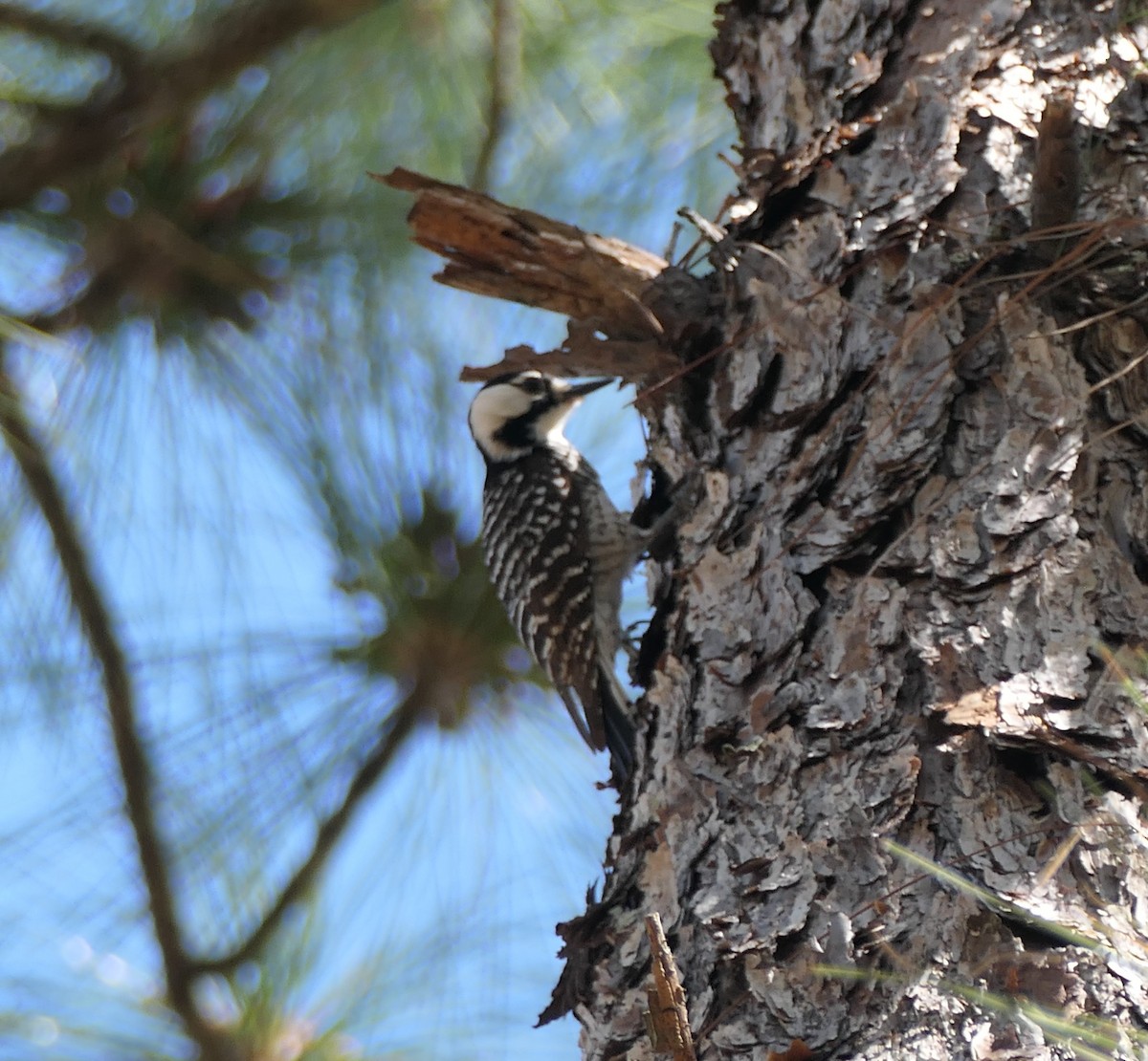 eBird Checklist - 15 Feb 2025 - Withlacoochee State Forest--Croom Tract ...