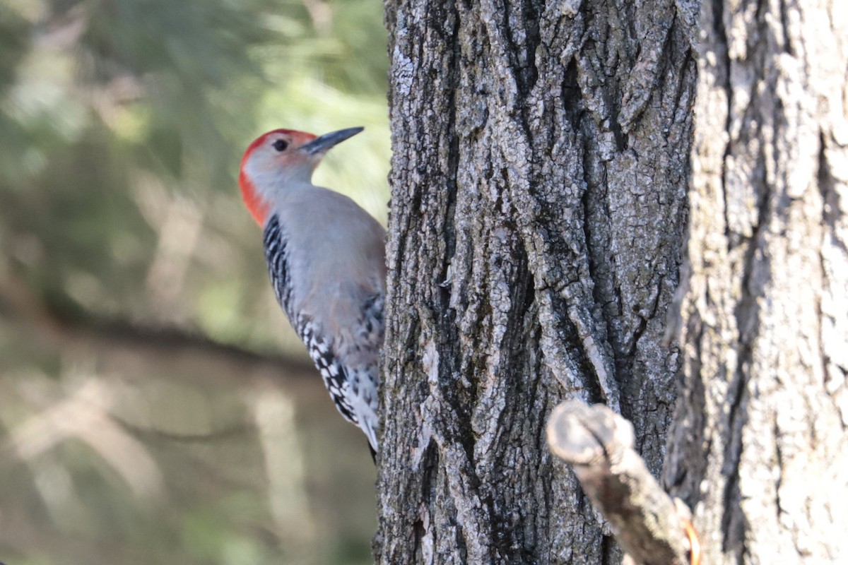 Pennsylvania Bird Atlas Checklist - 14 Feb 2025 - 399 Upper Georges Valley Rd, Spring Mills US ...