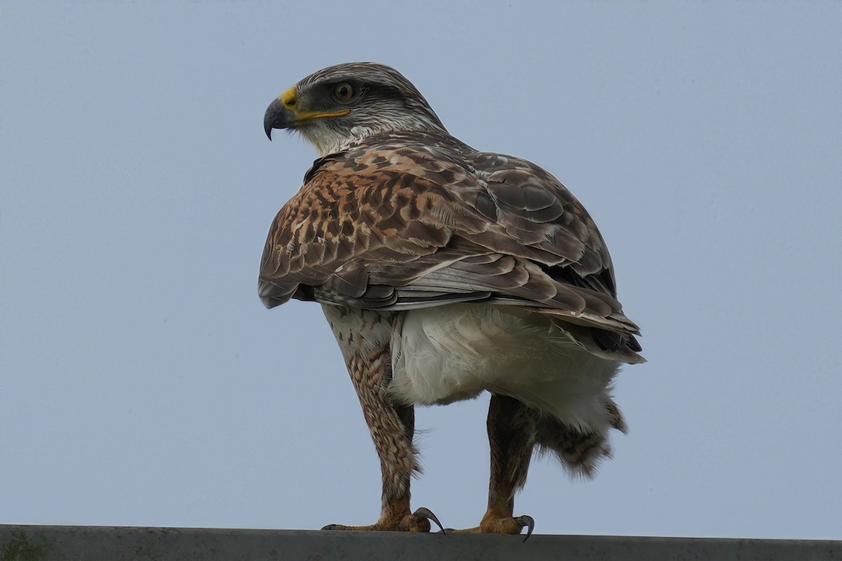 ML630738718 - Ferruginous Hawk - Macaulay Library