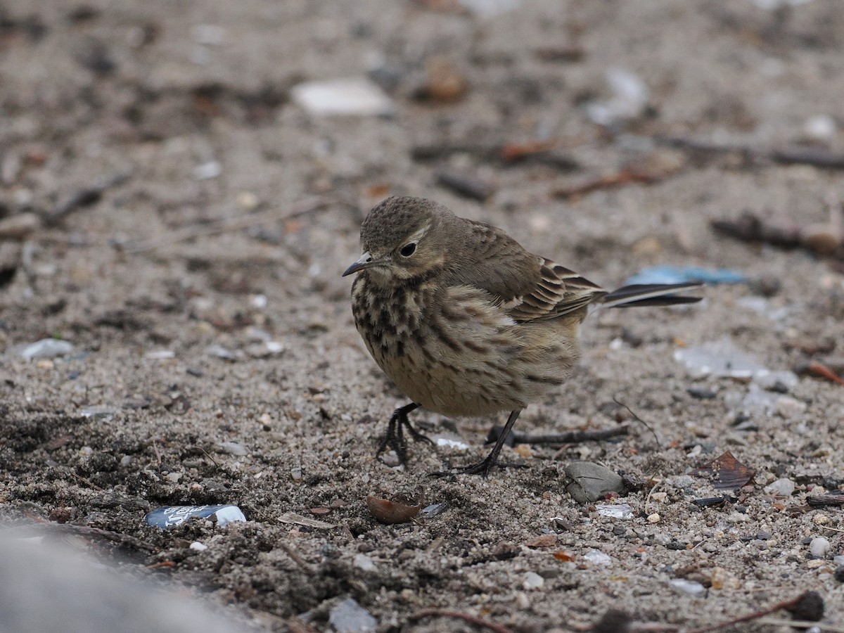 New York Breeding Bird Atlas Checklist - 15 Feb 2025 - Pelham Bay Park ...