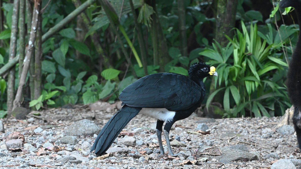 eBird Checklist - 28 Jan 2025 - Arenal Observatory Lodge - 26 species