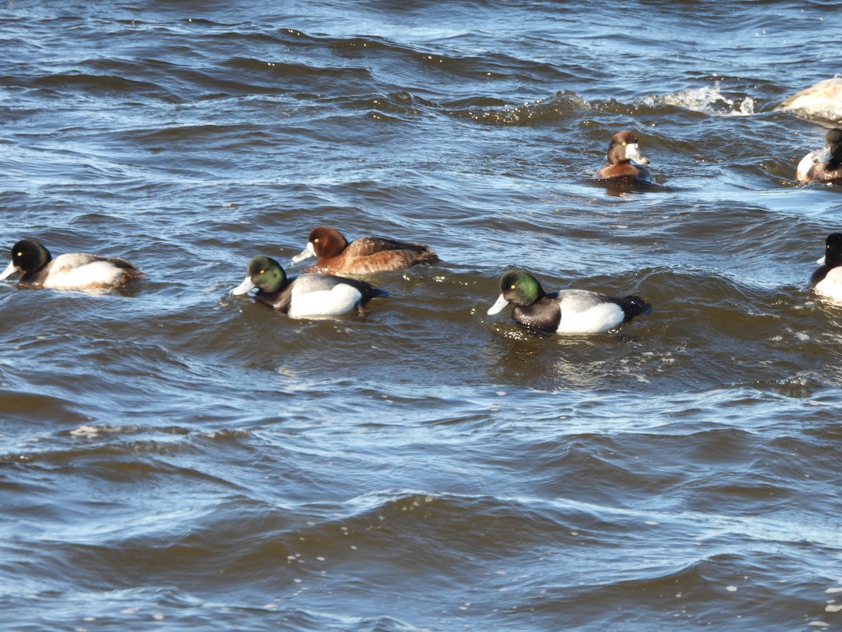eBird Checklist - 15 Feb 2025 - Saint John--Robertson Square Park - 8 ...
