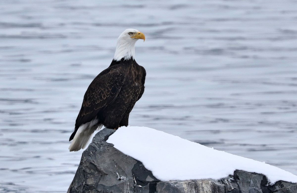 eBird Checklist - 15 Feb 2025 - Port Kelley - 15 species