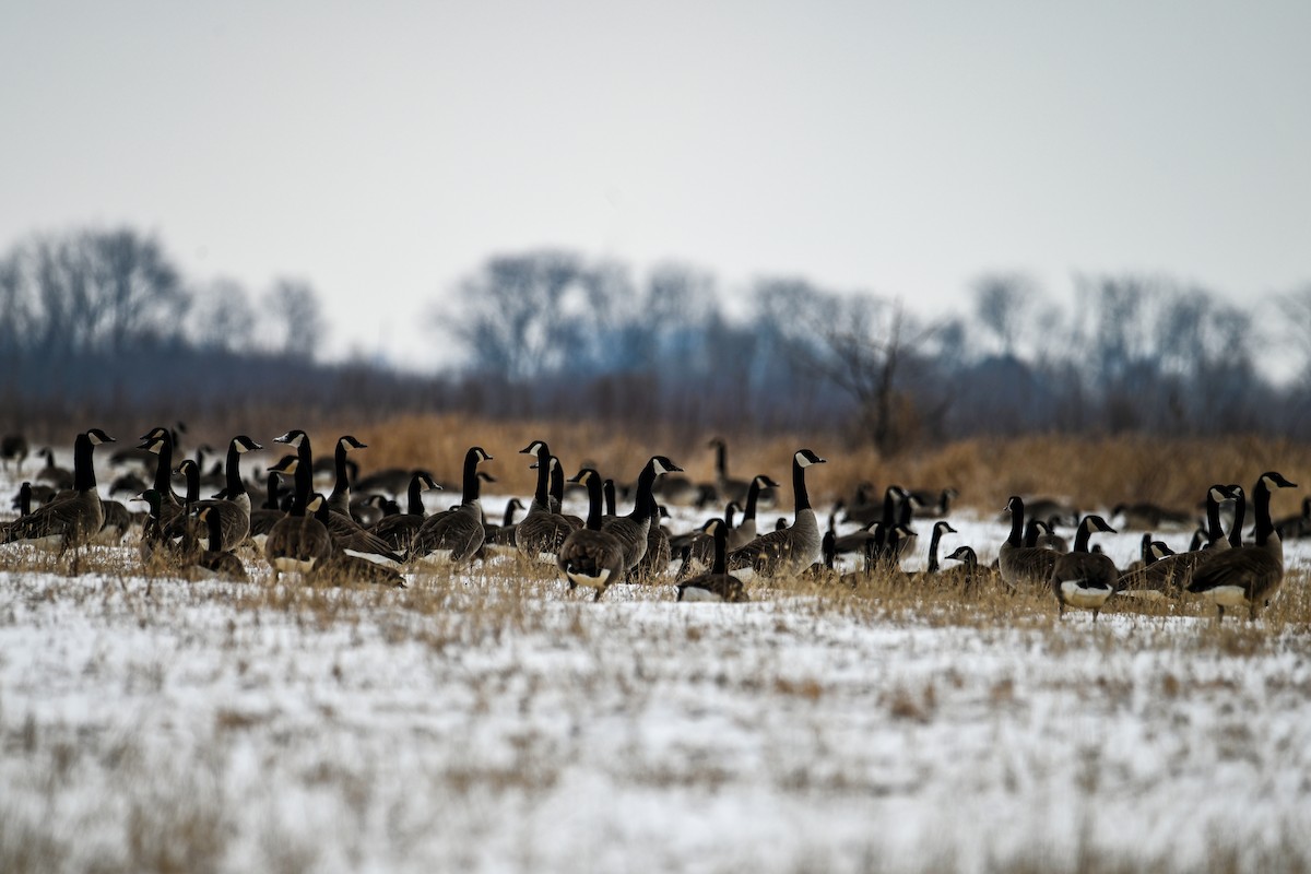 eBird Checklist - 15 Feb 2025 - Cone Marsh WMA - 26 species