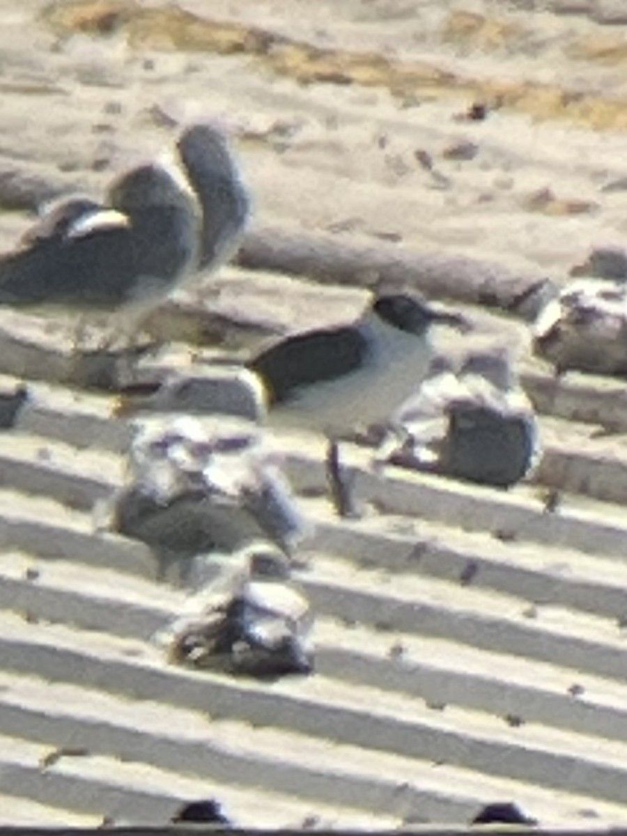 eBird Checklist - 15 Feb 2025 - Kent Seatech Fish Farms (NO PUBLIC ...