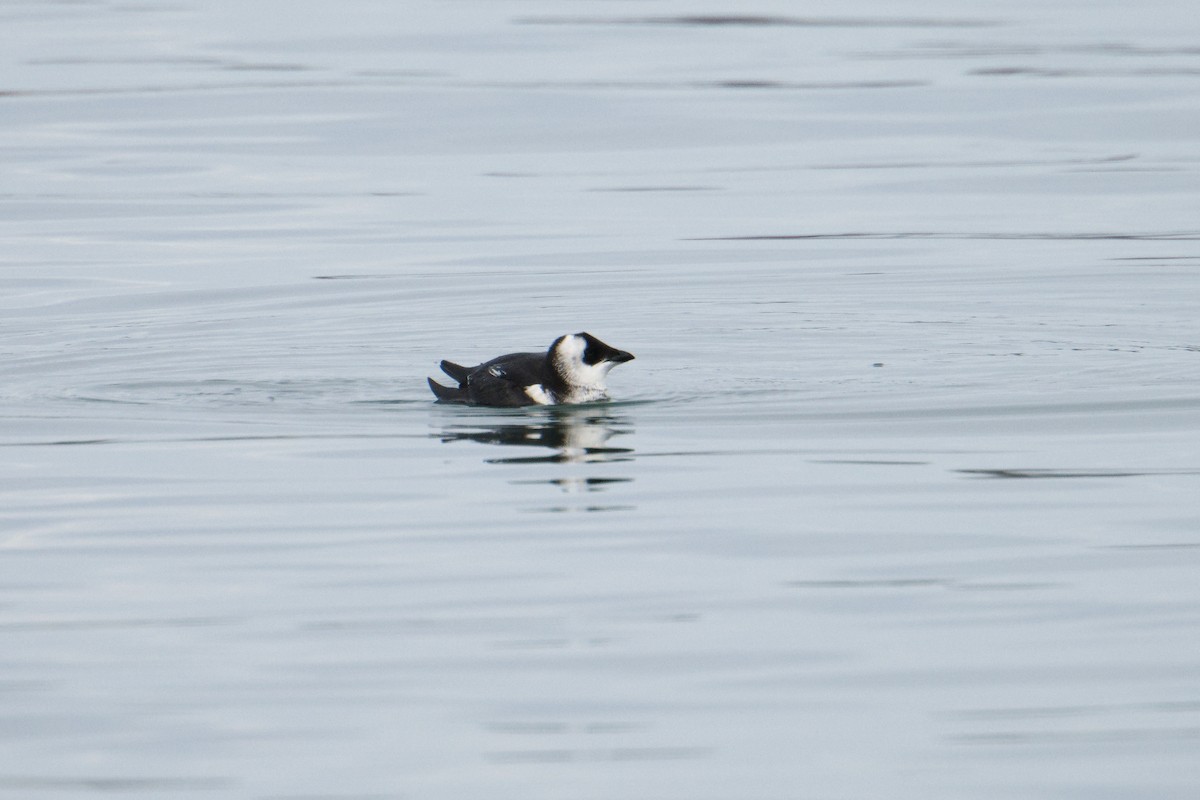 eBird Checklist - 15 Feb 2025 - Sachuest Point NWR - 30 species