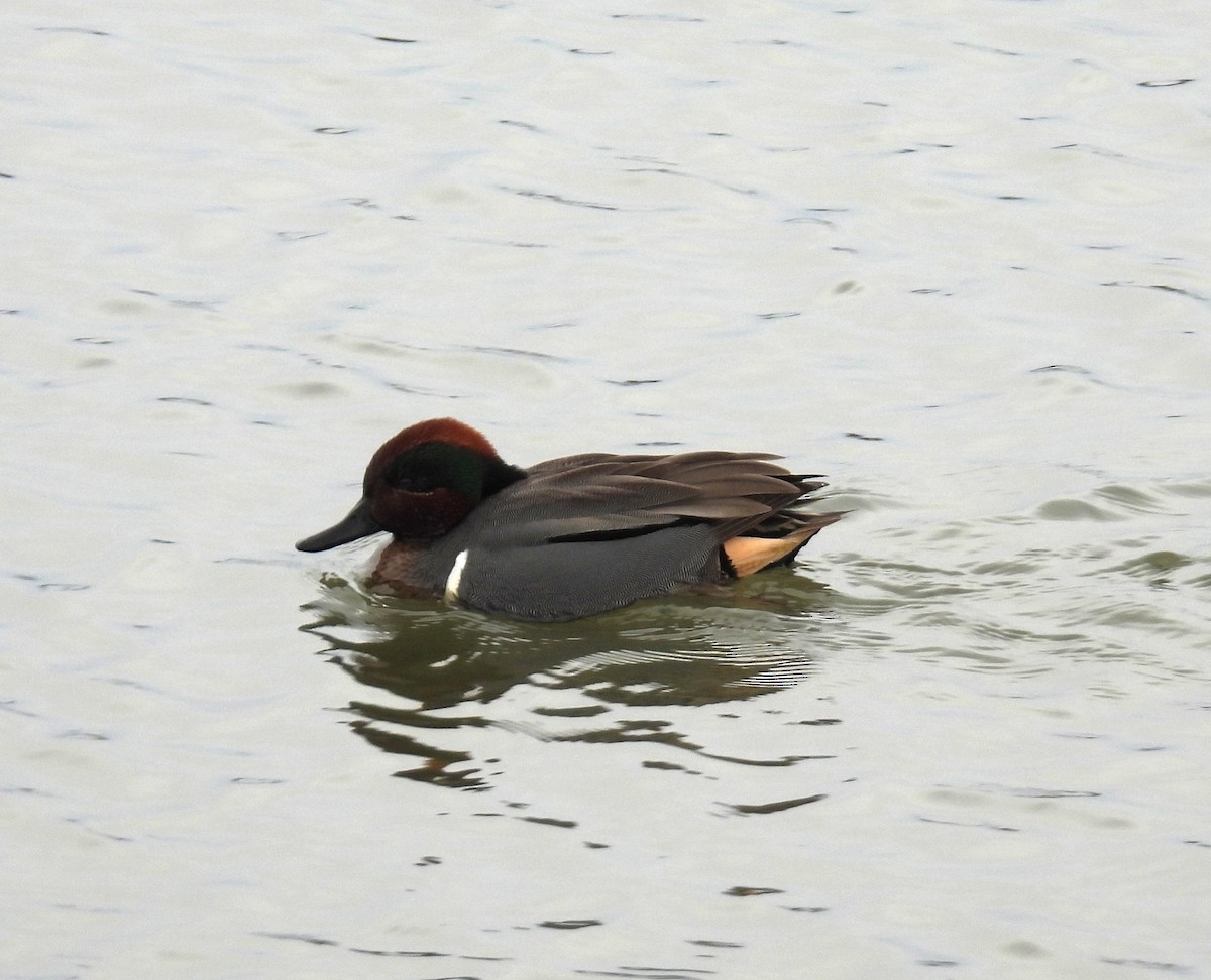 eBird Checklist - 15 Feb 2025 - Skagit Wildlife Area--Wylie Slough - 25 ...