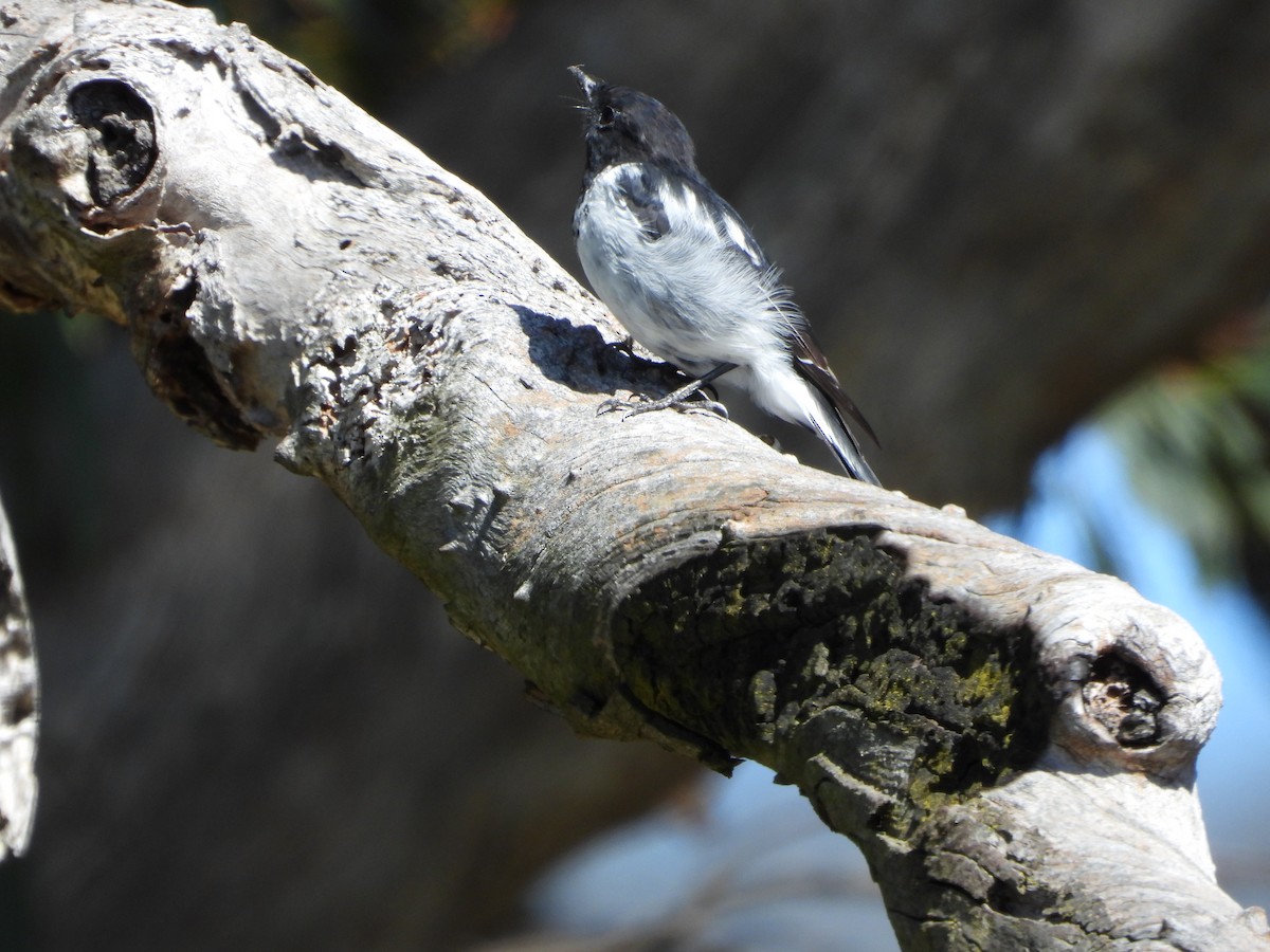 eBird Checklist - 16 Feb 2025 - Naas Road at Spring Station Creek - 4 ...