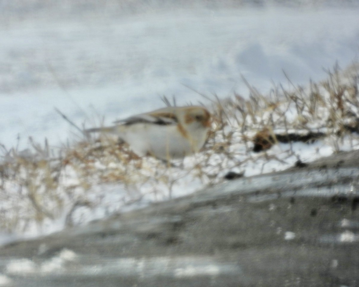 eBird Checklist - 16 Feb 2025 - 6615 Kemman Road, Hebron, Illinois, US ...