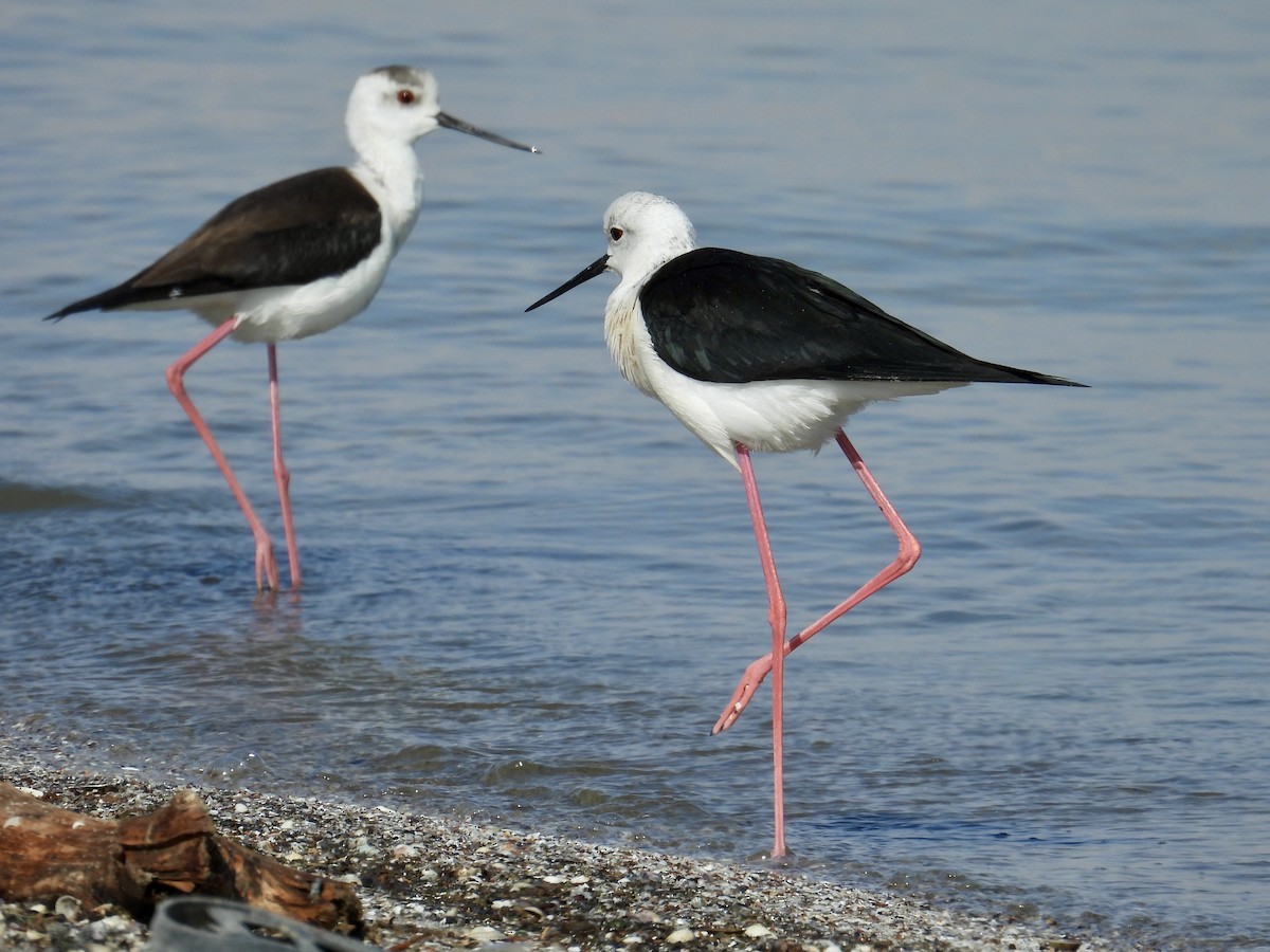 ML630793792 - Black-winged Stilt - Macaulay Library