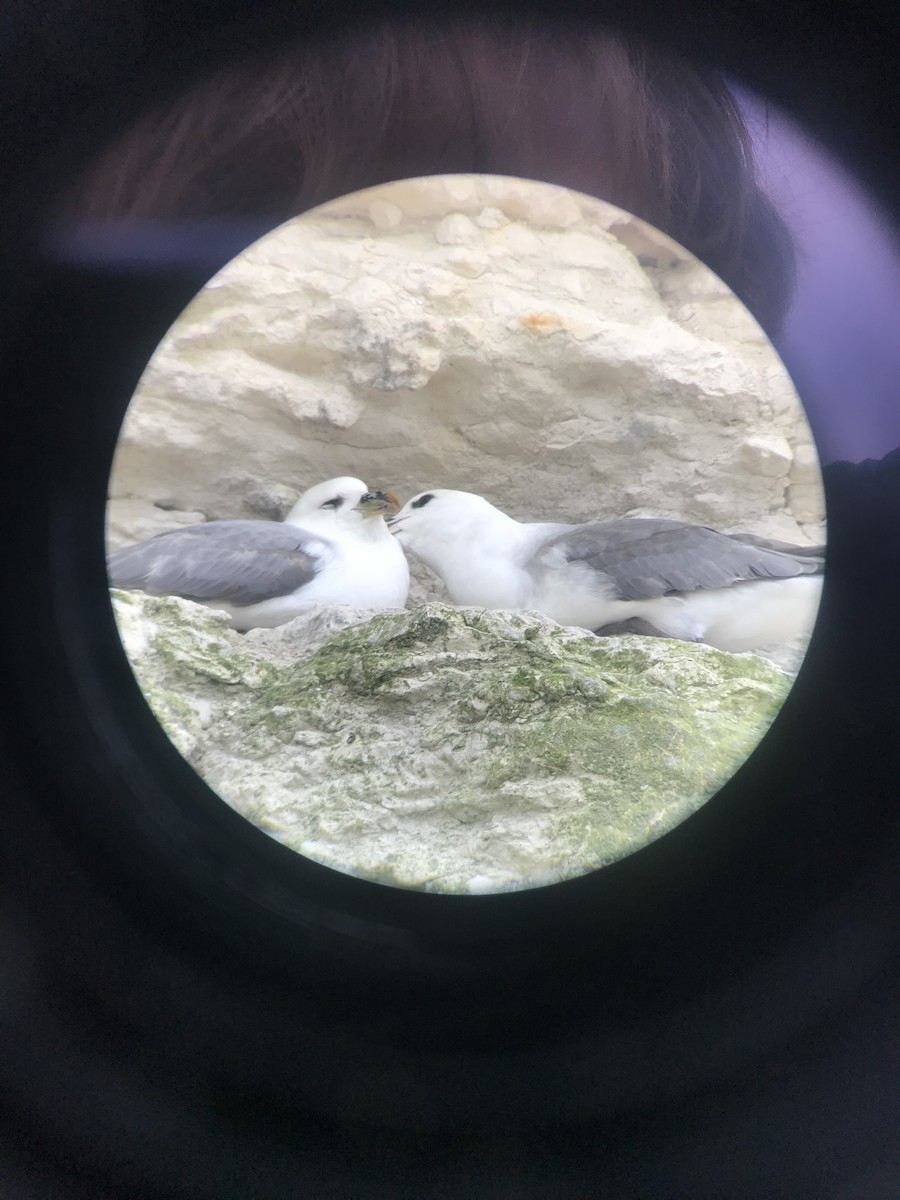 eBird Checklist - 16 Feb 2025 - Hunstanton Mudflats - 36 species