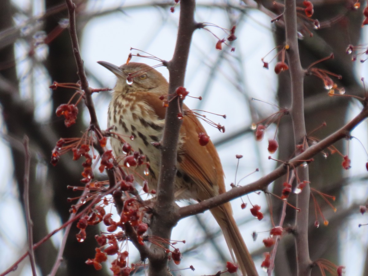 Pennsylvania Bird Atlas Checklist - 16 Feb 2025 - Struble Lake - 1 species