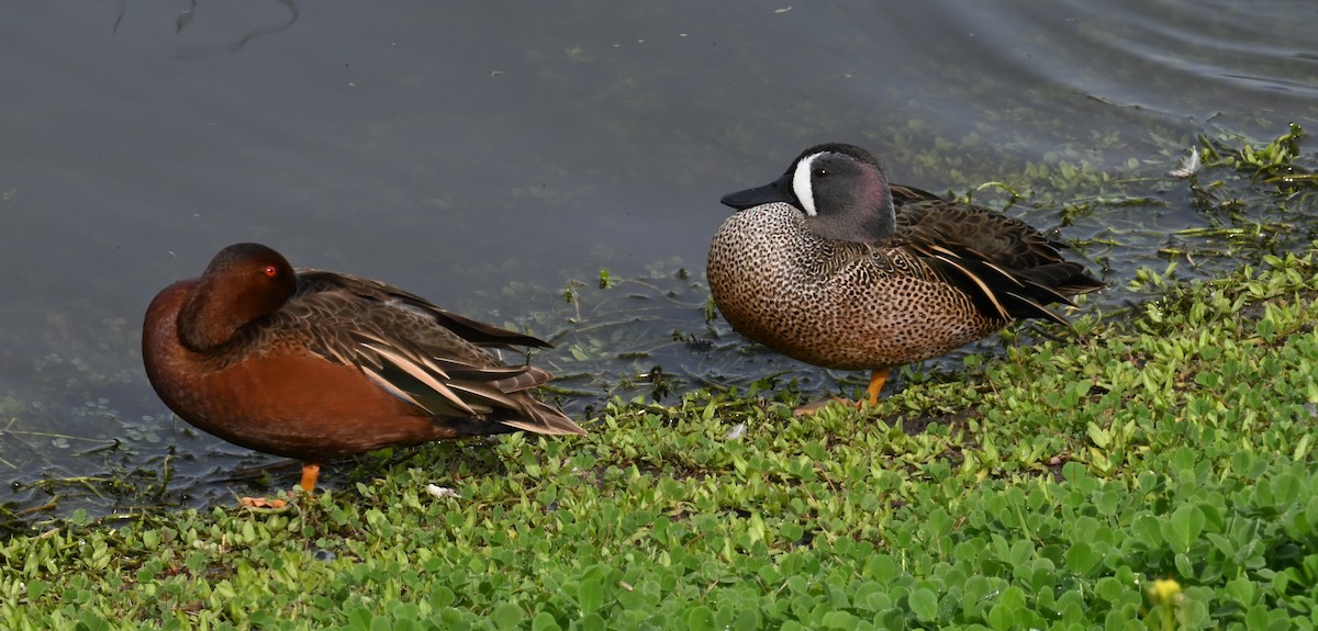 eBird Checklist - 16 Feb 2025 - IRWD San Joaquin Marsh & Wildlife ...