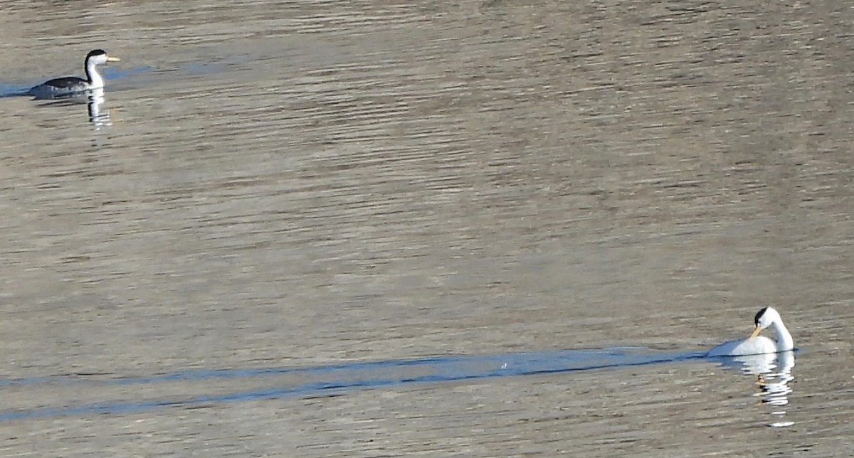 eBird Checklist - 16 Feb 2025 - Lake Pleasant--Castle Creek (Four Lane ...