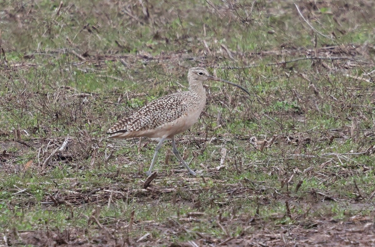eBird Checklist - 16 Feb 2025 - Panther Swamp NWR--Lower Twist and West ...