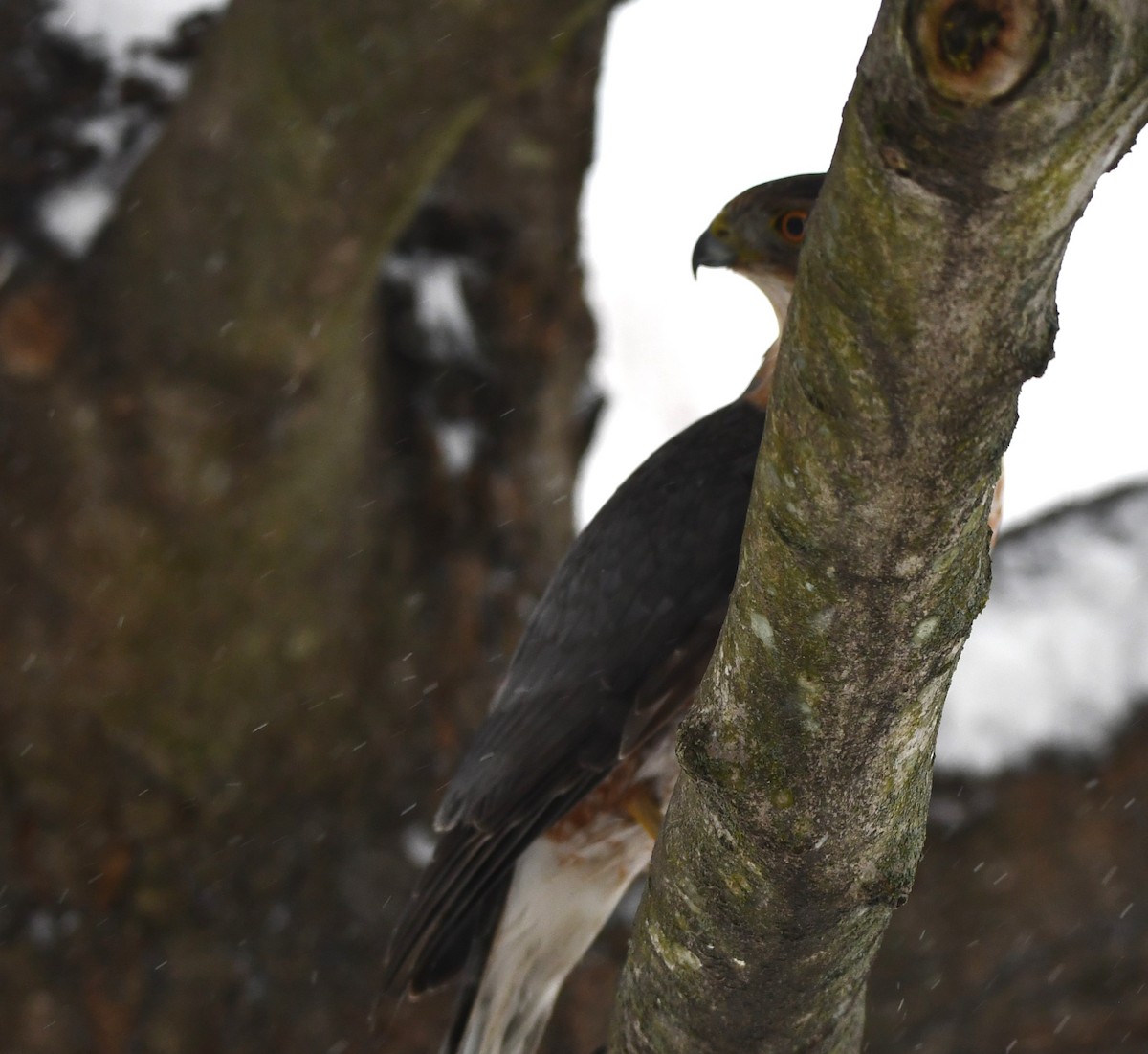 eBird Checklist - 16 Feb 2025 - US-OH-Ontario-3141 Ponderosa Ave - 40 ...