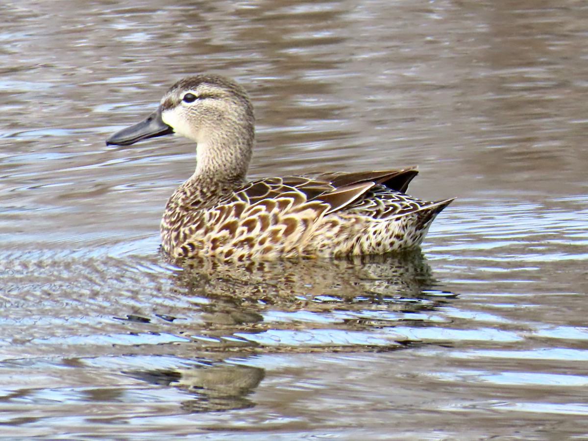 eBird Checklist - 16 Feb 2025 - Ferrari Pond at end of Ferrari Ranch ...