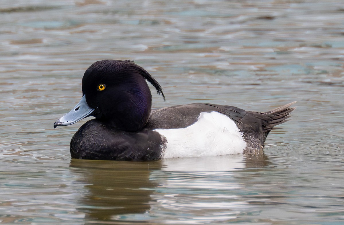 ML630820294 - Tufted Duck - Macaulay Library