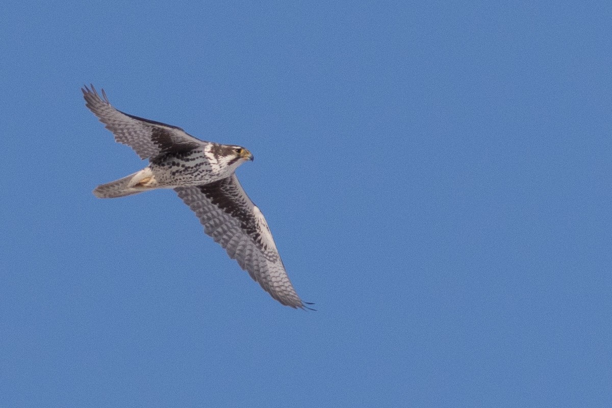 eBird Checklist - 14 Feb 2015 - Edmonton--Government Grain Terminal - 2 ...