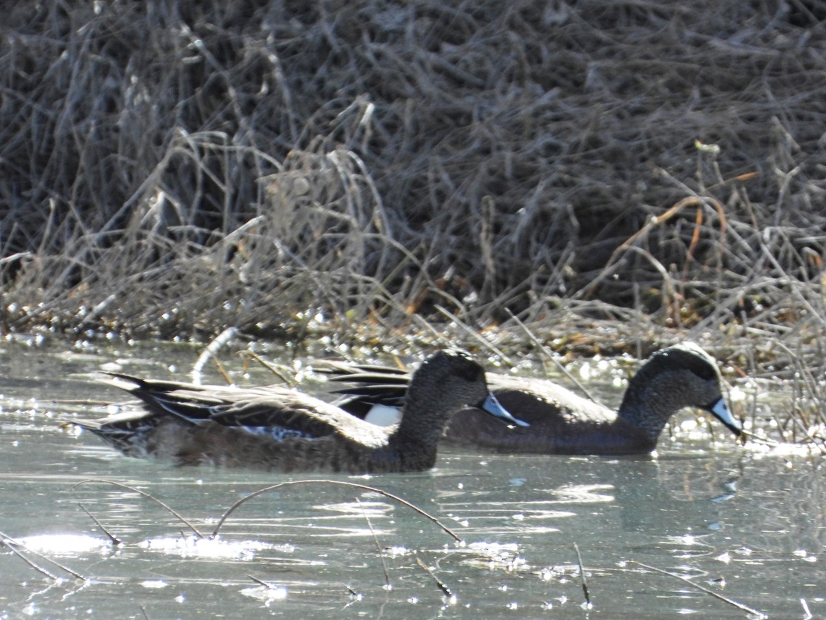 eBird Checklist - 16 Feb 2025 - Page Springs Fish Hatchery--Bubbling ...