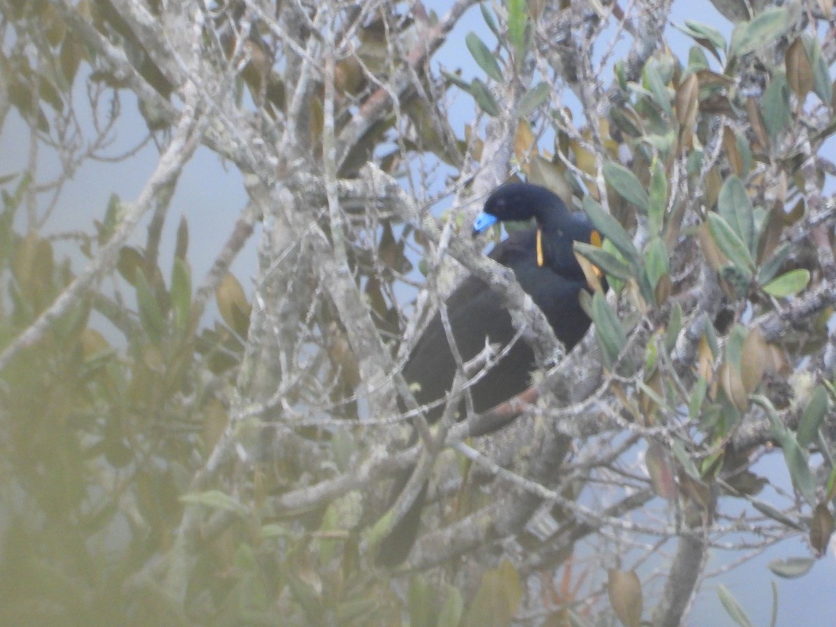 Wattled Guan - Aburria aburri - Media Search - Macaulay Library and eBird
