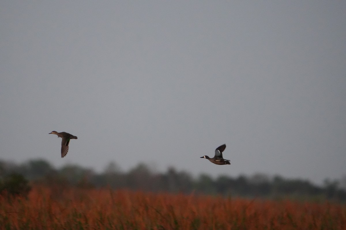 eBird Checklist - 17 Feb 2025 - Lake Woodruff NWR - 49 species