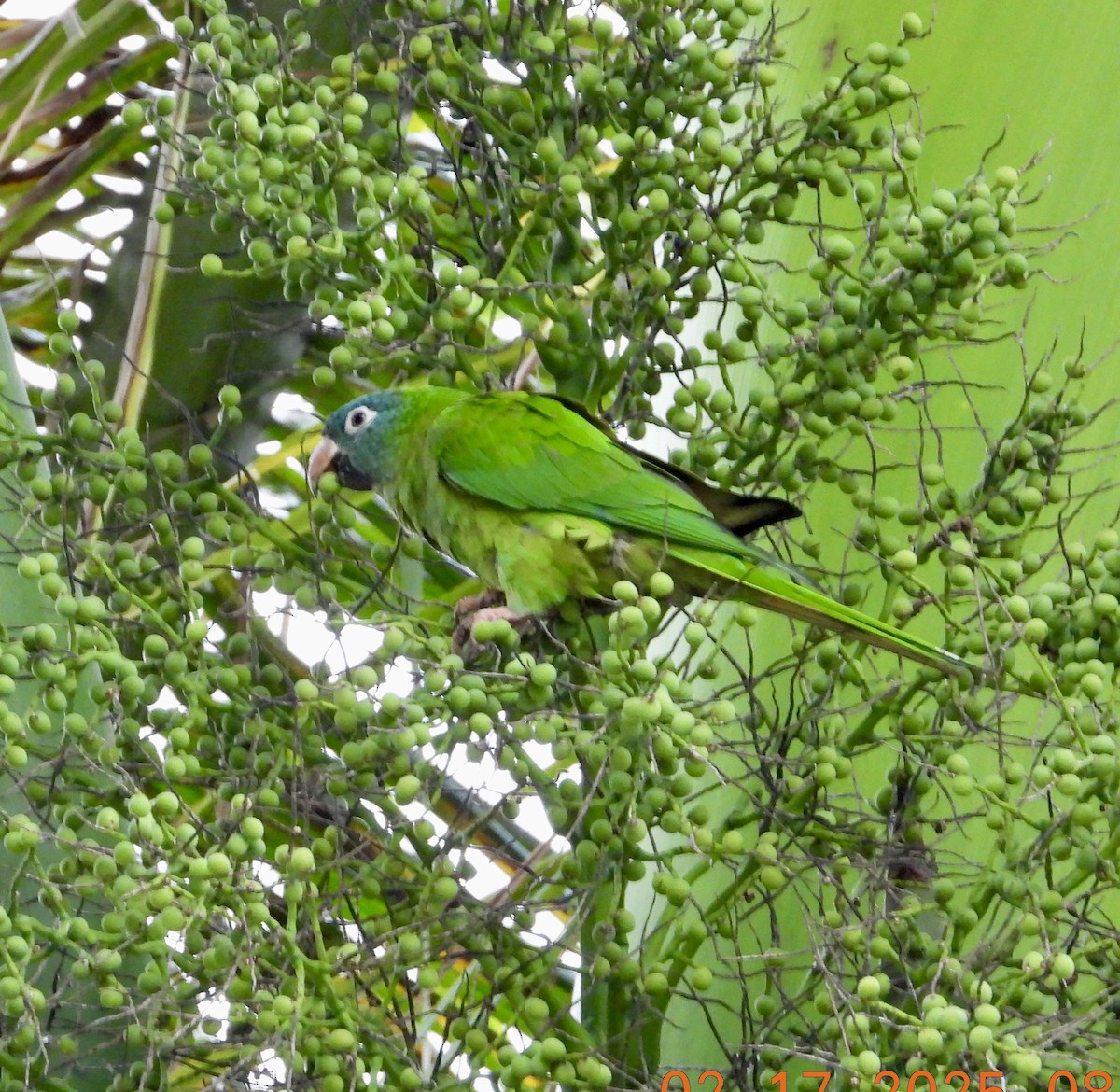 eBird Checklist - 17 Feb 2025 - My Home - 1 species