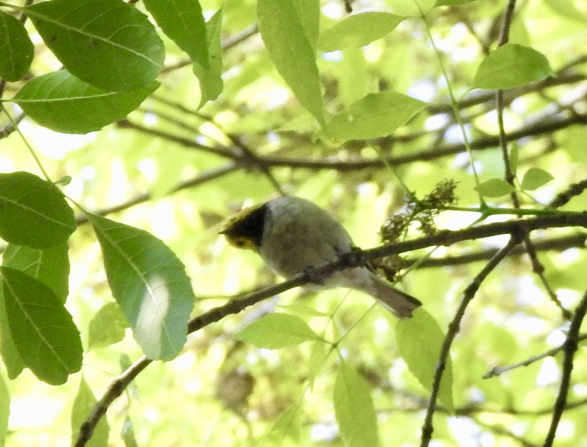 eBird Checklist - 17 Feb 2025 - Viveros de Coyoacán - 9 species